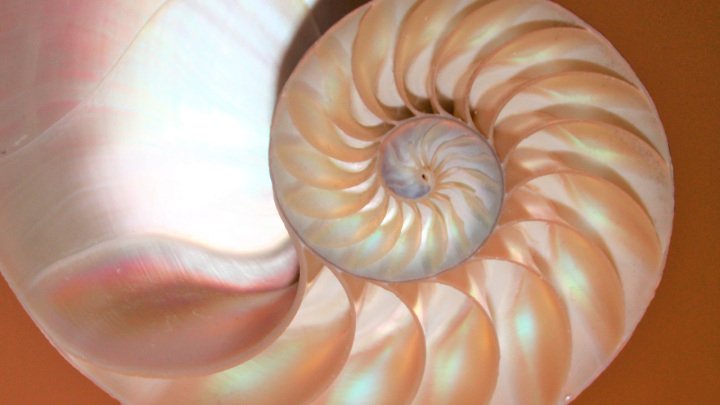 ¿Qué es la proporción áurea y por qué somos Sendero Áureo? – Sendero Aureo